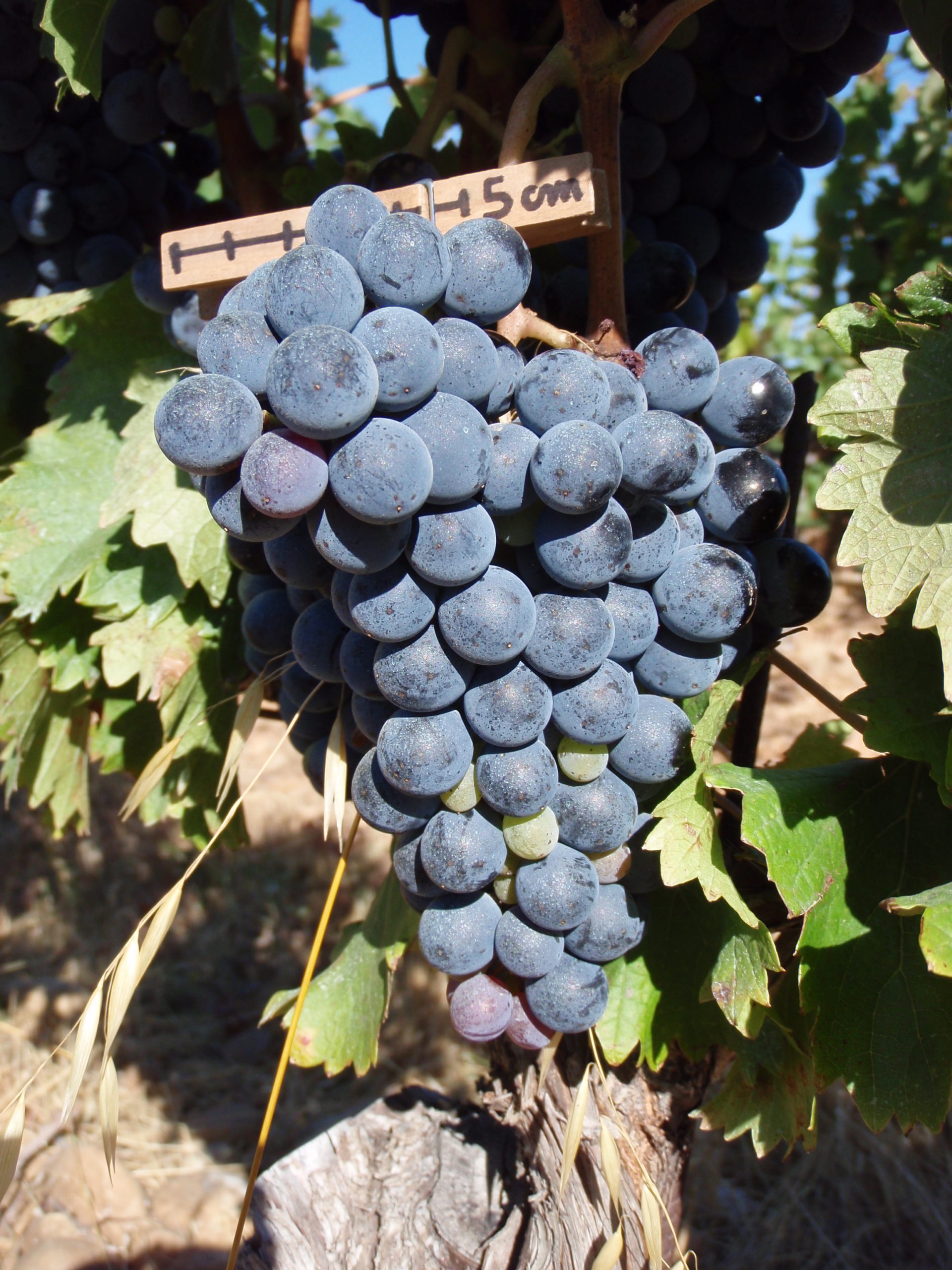 Le Caladoc dans les vins des Coteaux d’Aix en Provence