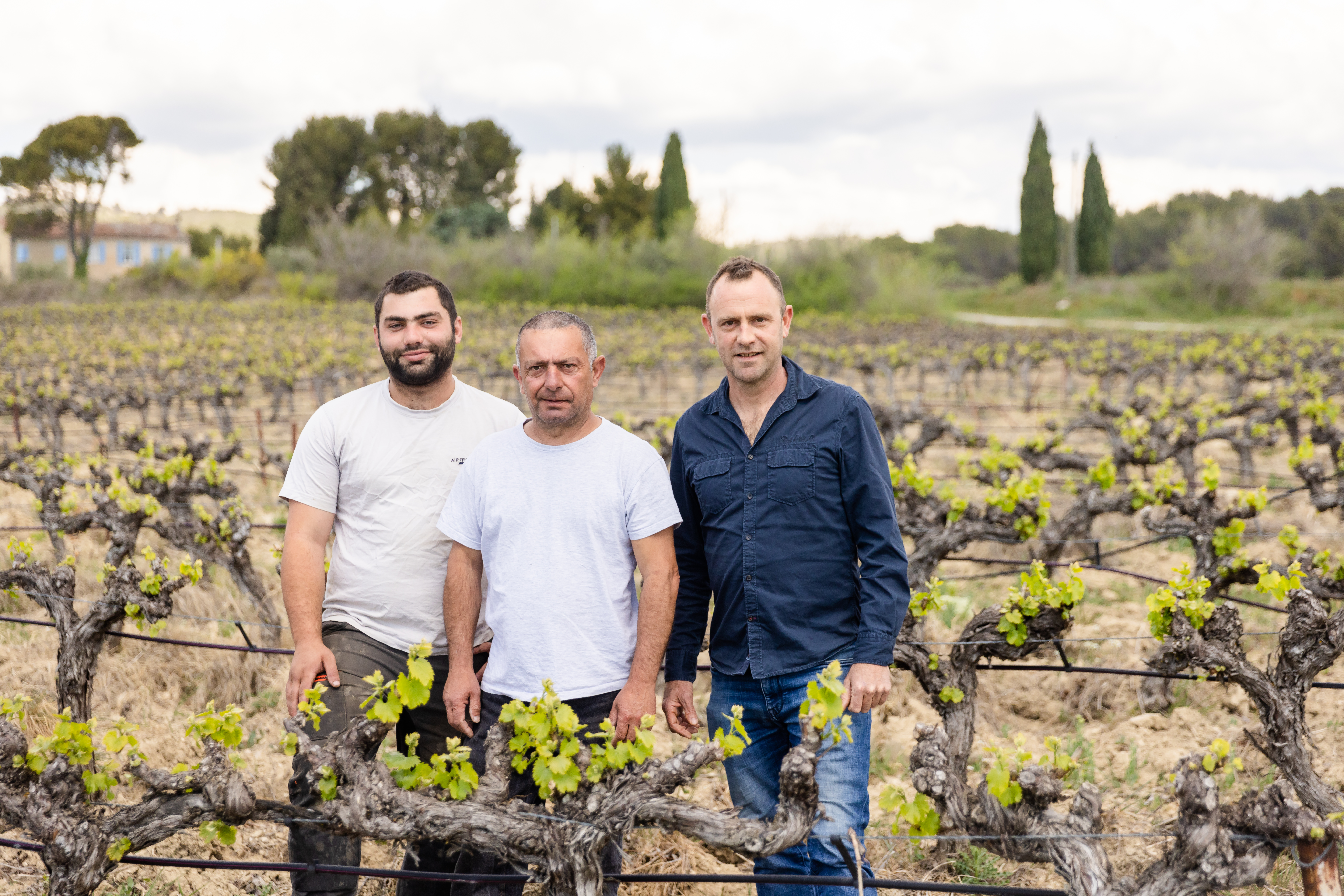 A vineyard in Provence in March? - Oullières